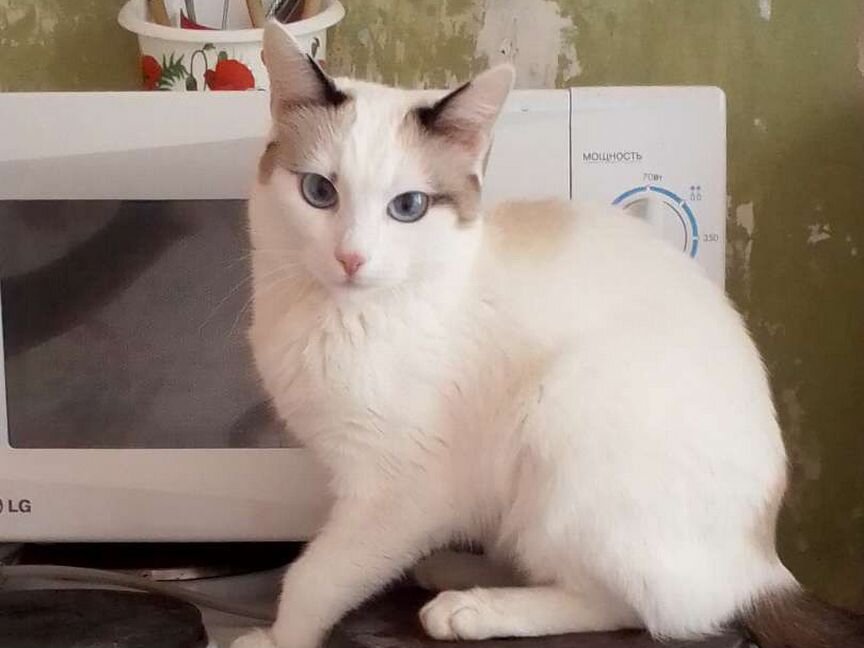 Пристраиваются в добрые руки