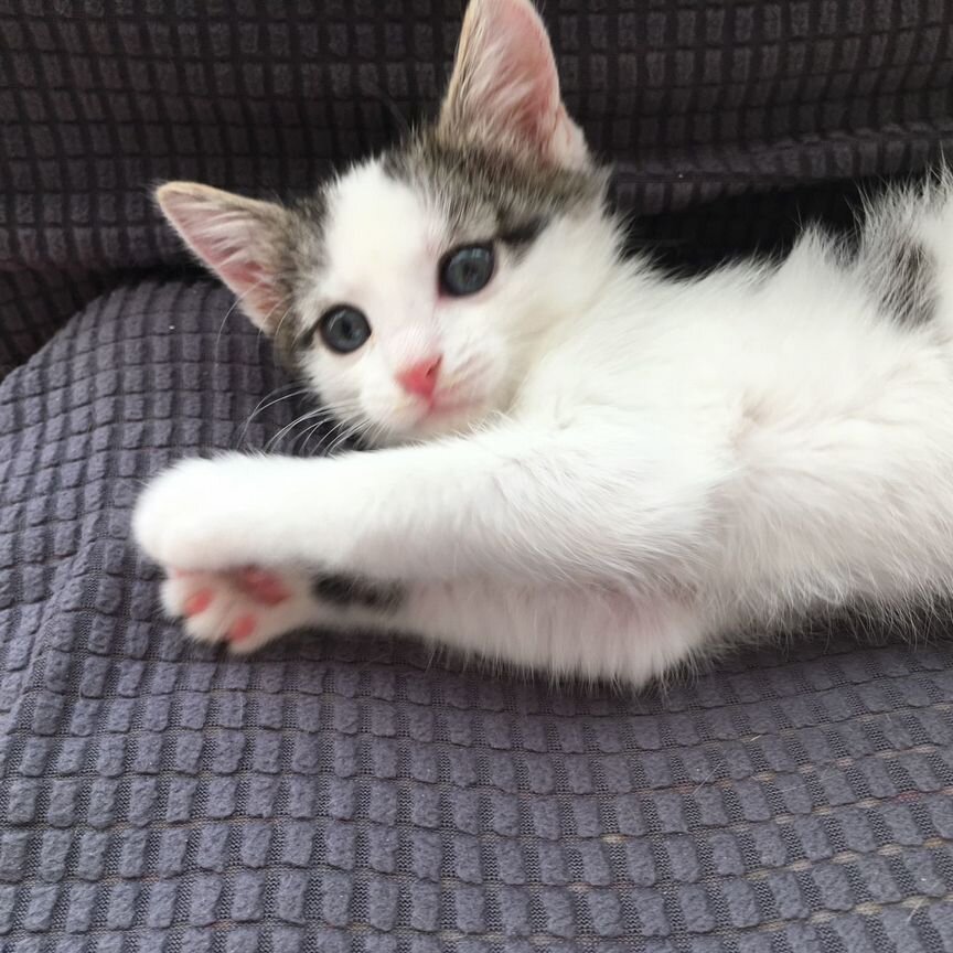 Поскакушка-попрыгушка мааааленькая