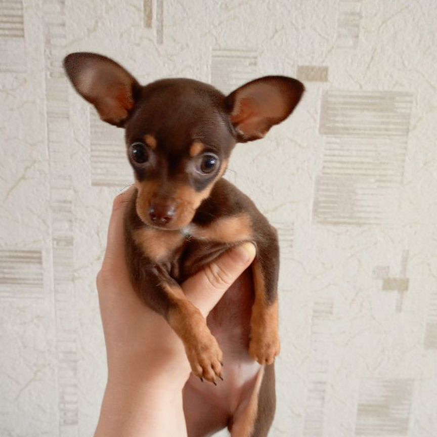 Русский той-терьер