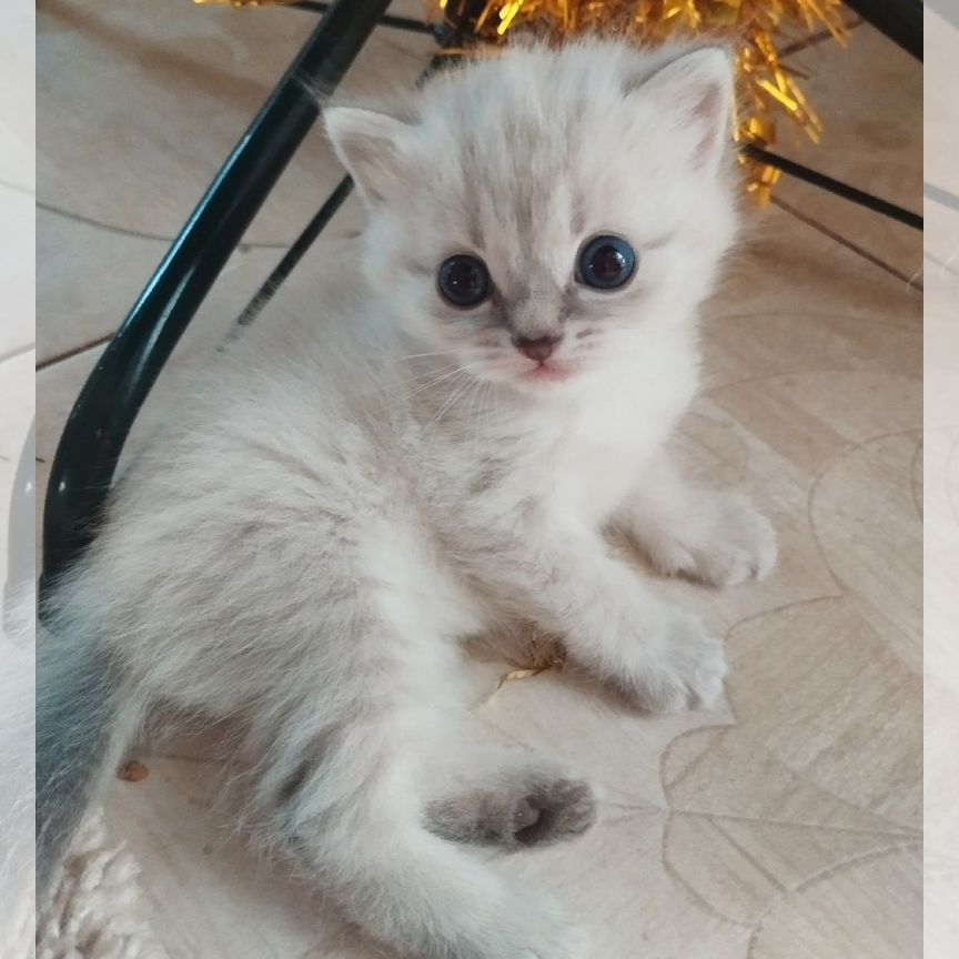 Невский маскарадный котёнок