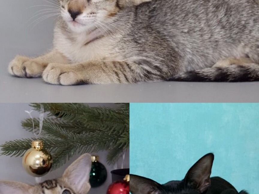 Ориентальные котята самых разных окрасов