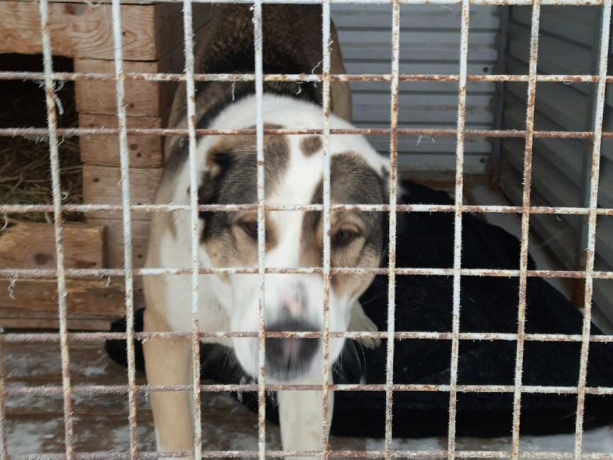 Алабай в добрые руки