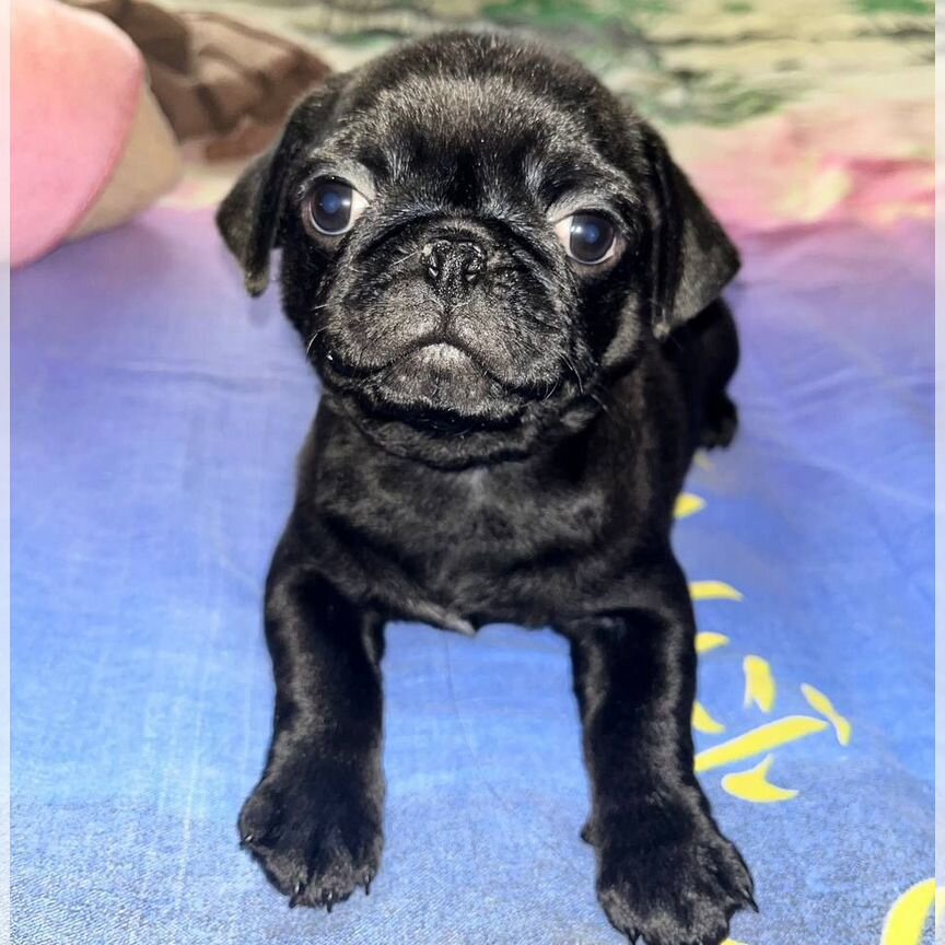 Мопс, щенок