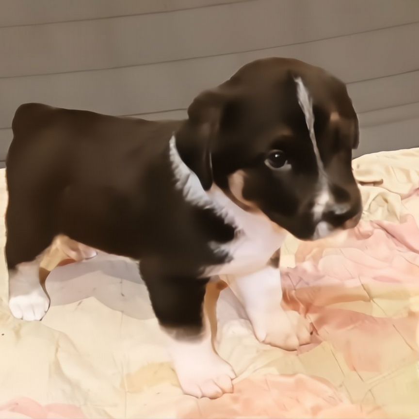 Щенок в добрые руки