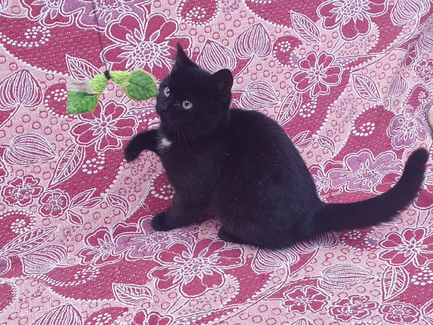 Кошечка-красавица