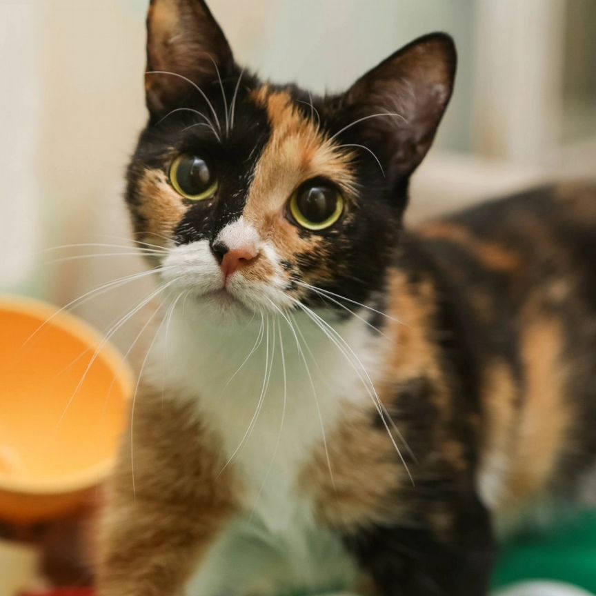 Кошка Марта 1 год