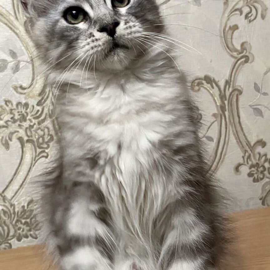 Шикарный серебряный котенок