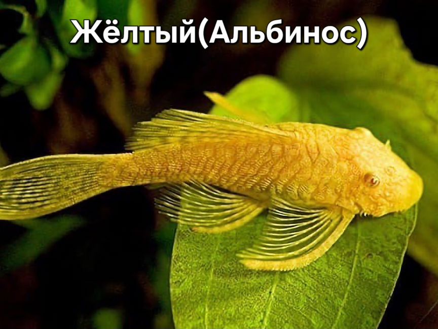 Рыбки.Улитки.Корм