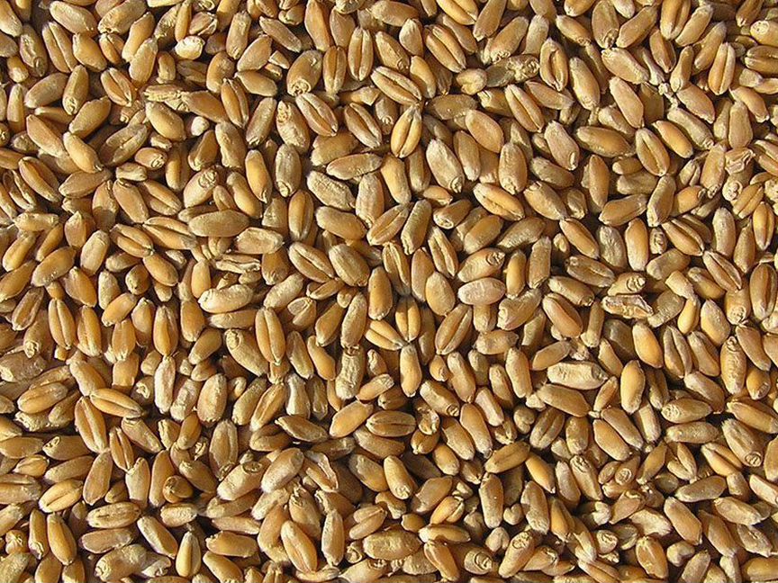 Пшеница фуражная