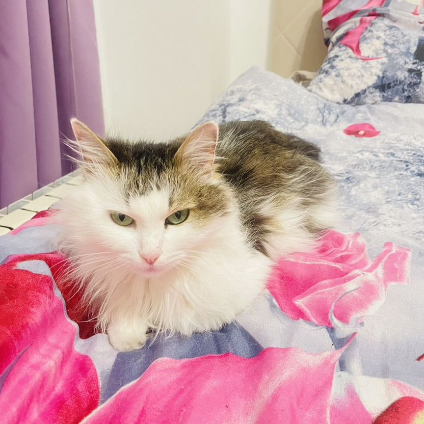 Отдам в дар сибирскую кошку