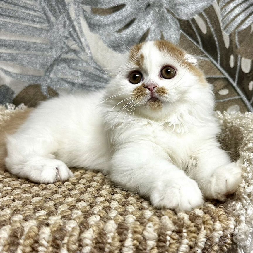 Вислоухая девочка