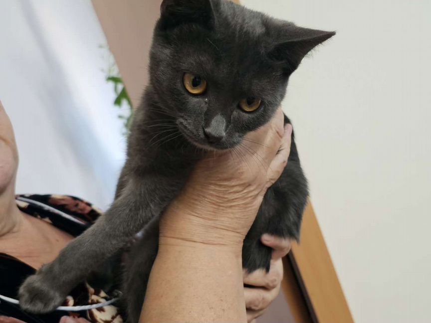 Русская голубая котёнок фенотип