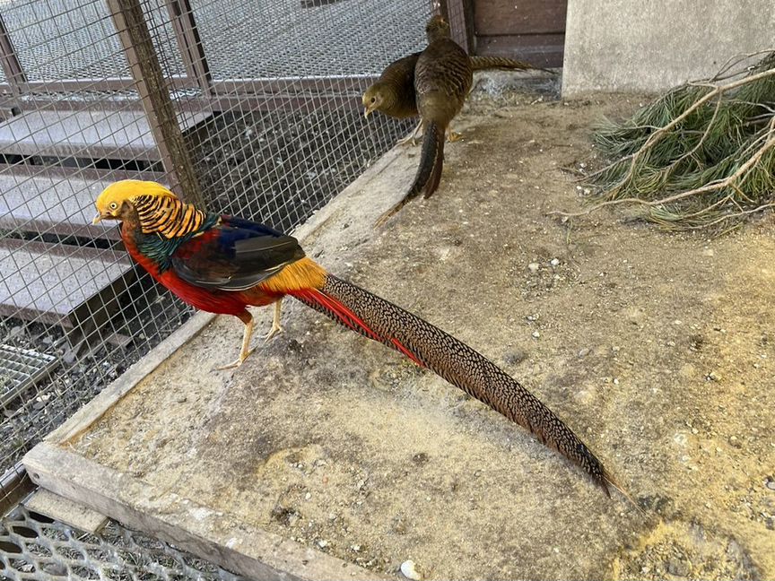 Золотой фазан