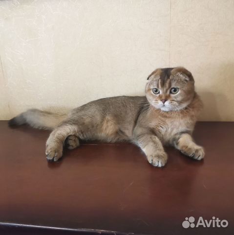 Кошечка шотландская