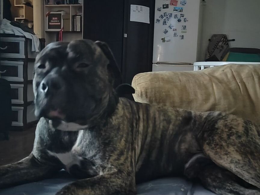 Собака в добрые руки отдам бесплатно