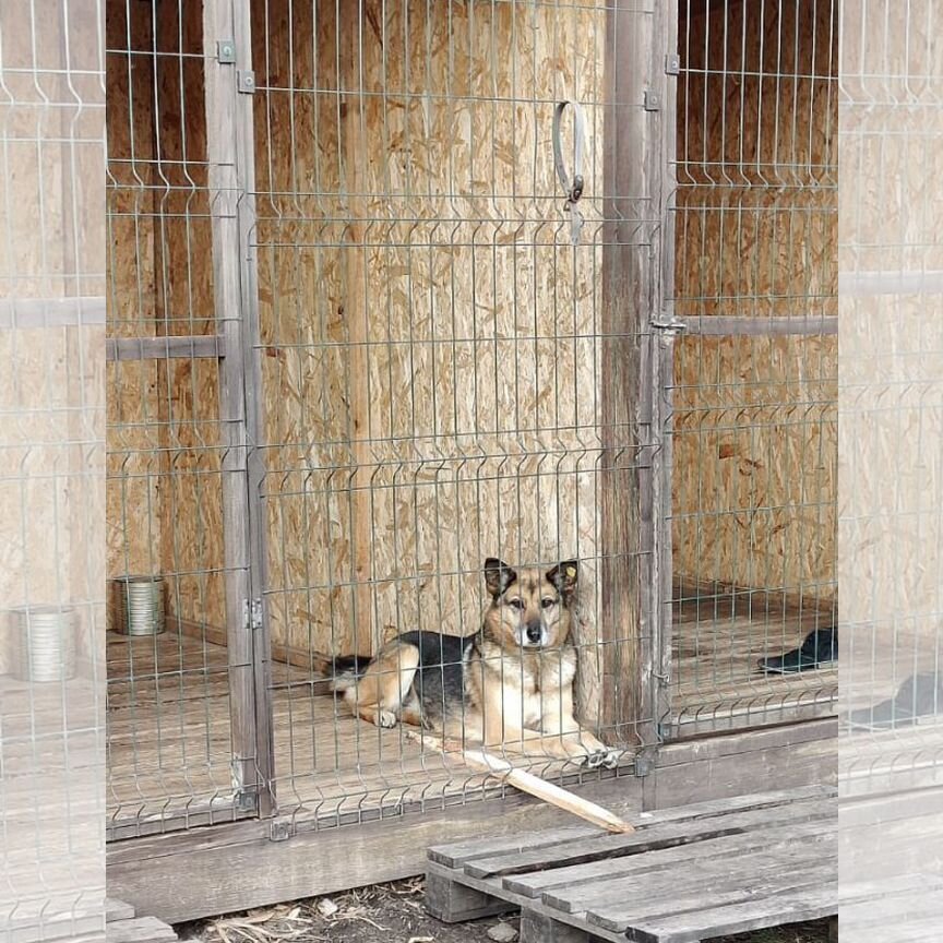 Взрослая собака в добрые руки