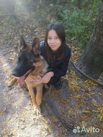 Продам немецкую овчарку кобель