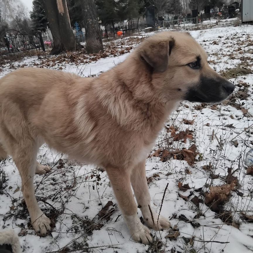 Кобель 1 год в добрые руки
