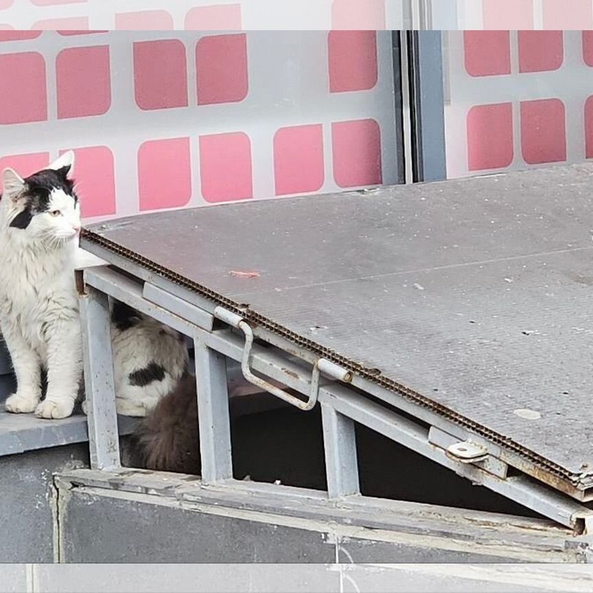 Взрослая, кошка в добрые руки