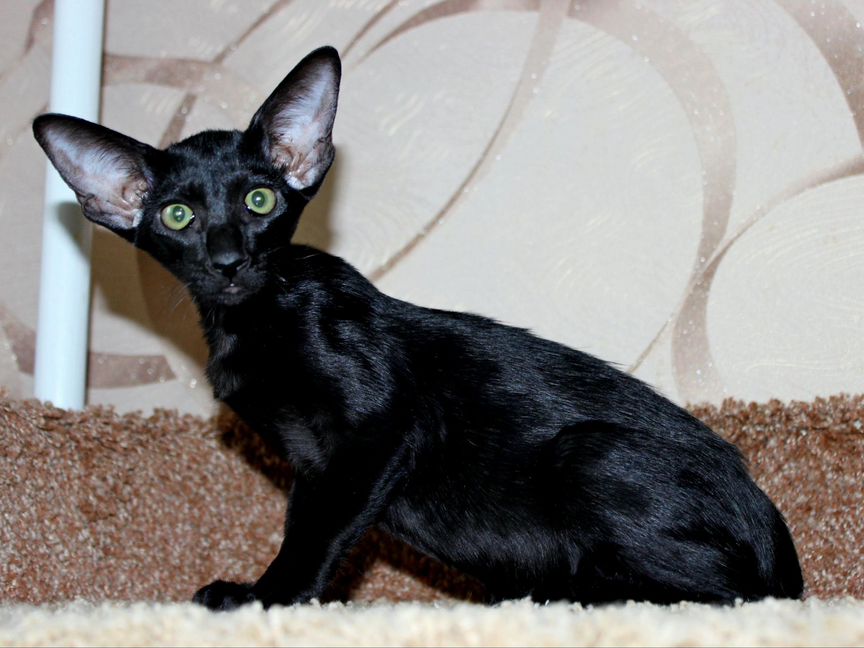 Ориентальная девочка