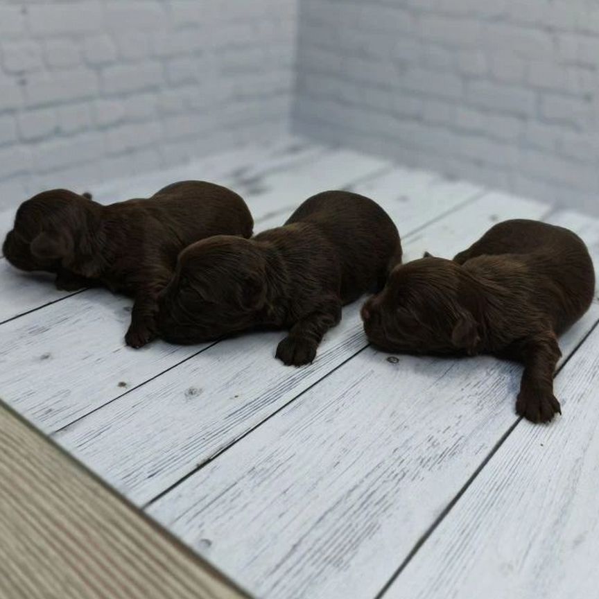 Йоркширский терьер, щенок