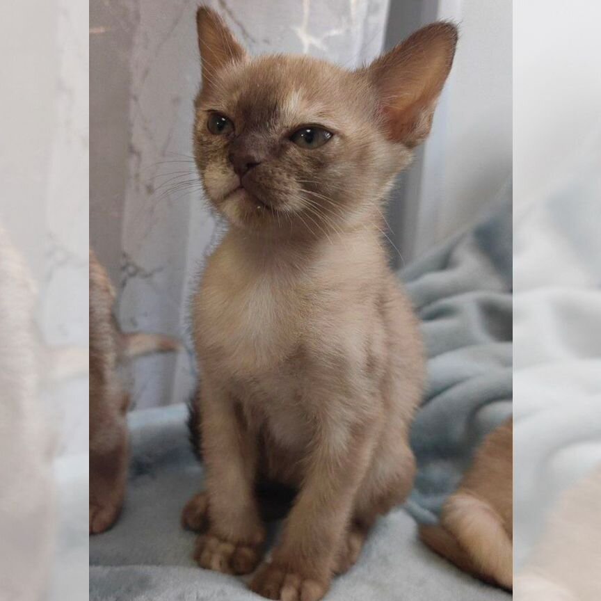 Европейский бурманский котёнок