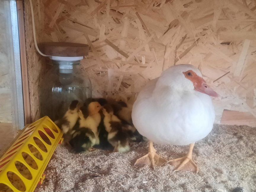 Продам индоутят