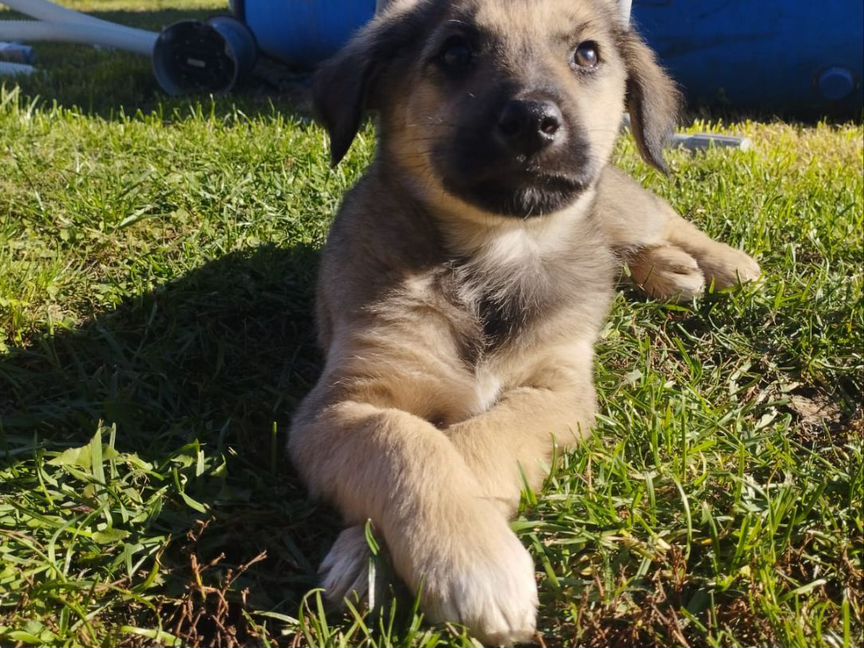 Щенок в добрые руки