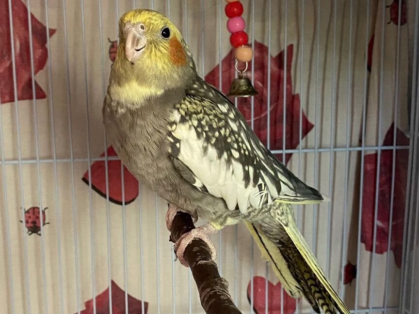 Корелла в добрые руки