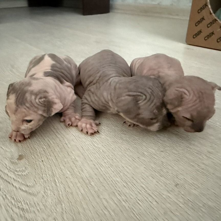 Донской сфинкс котята