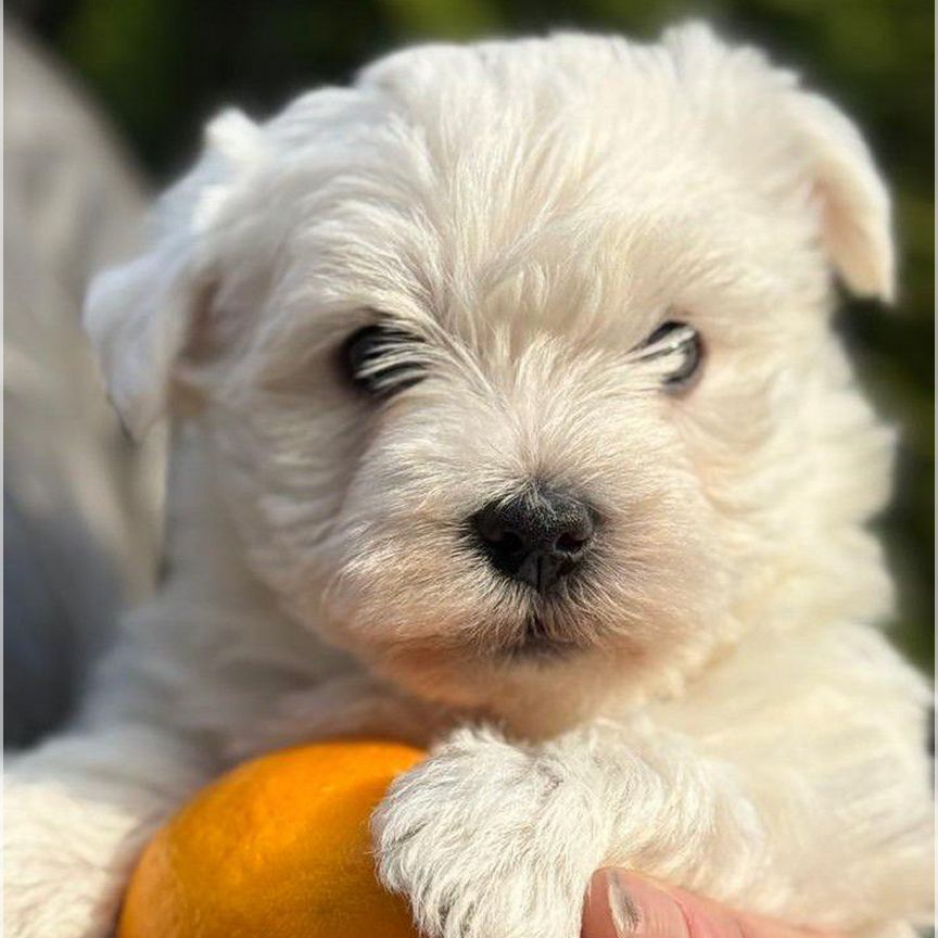 Вест-хайленд-уайт-терьер, щенок