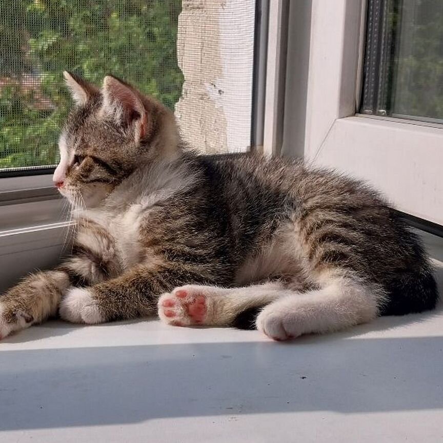 Котята в добрые руки бесплатно