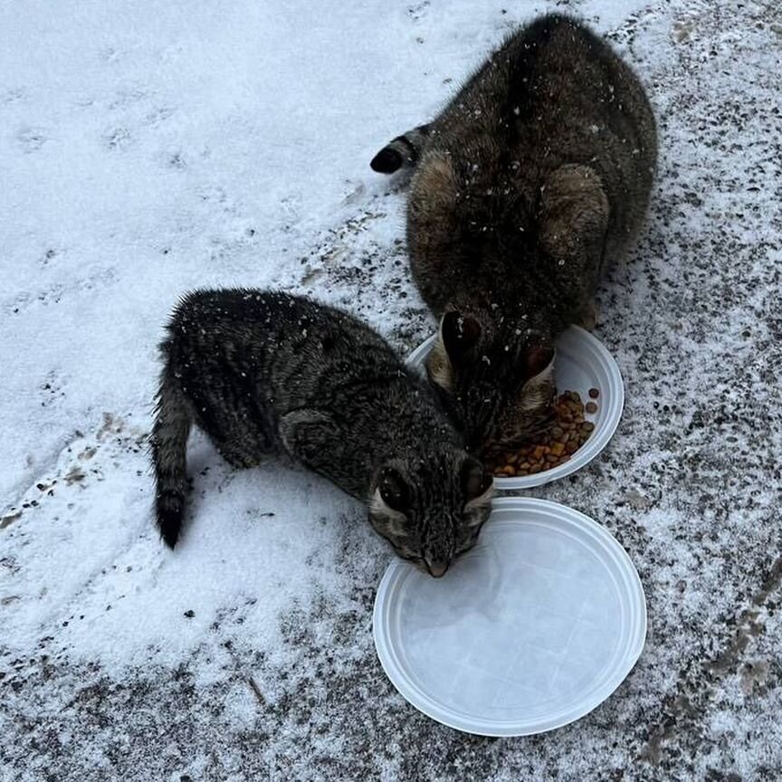 Кошка и котенок замерзают