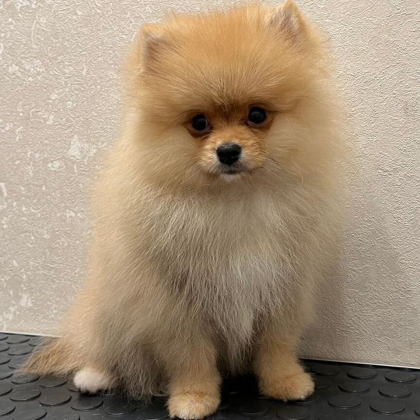 Померанский шпиц, щенок