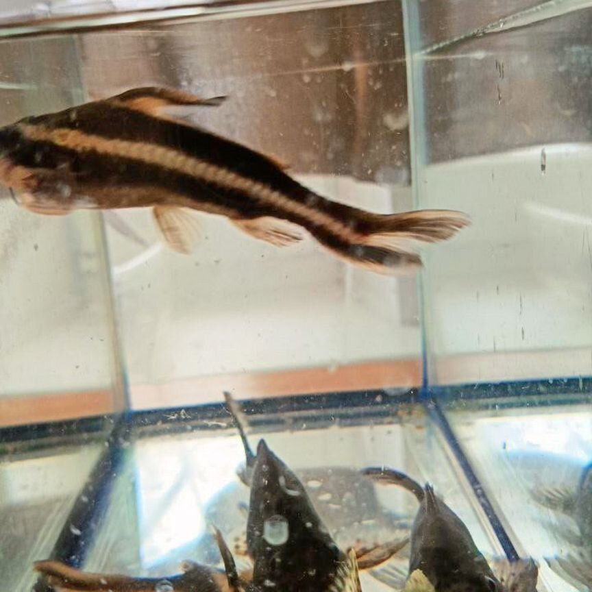 Аквариумные сомики