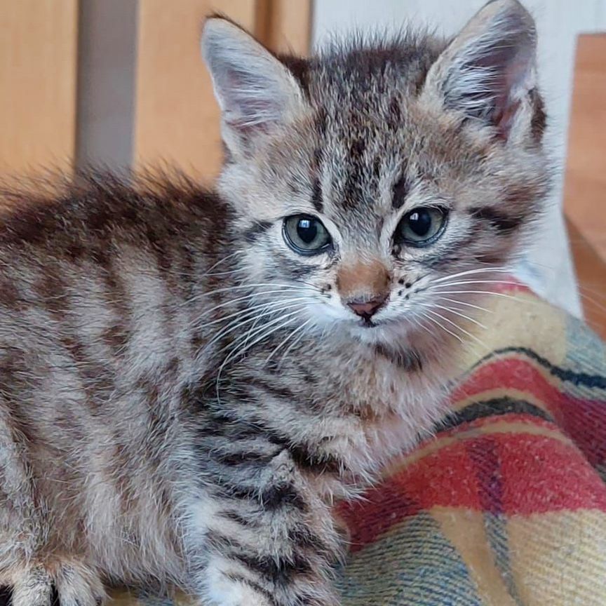 Маленький котенок Ричи