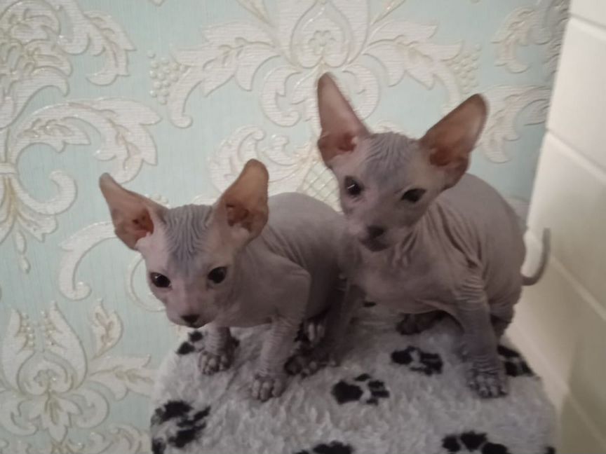 Донской сфинкс брат и сестрёнка