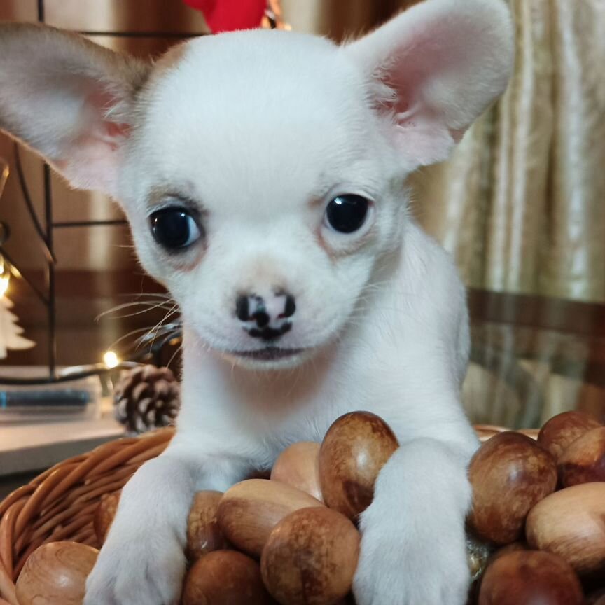 Щенки чихуахуа метрика скор. чип, клеймо