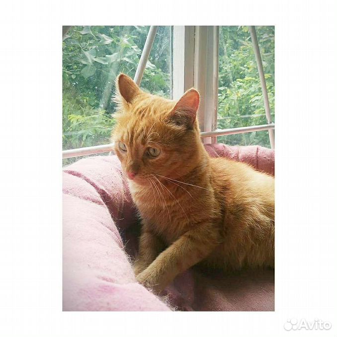 Кот рыжий 1 год кастрирован