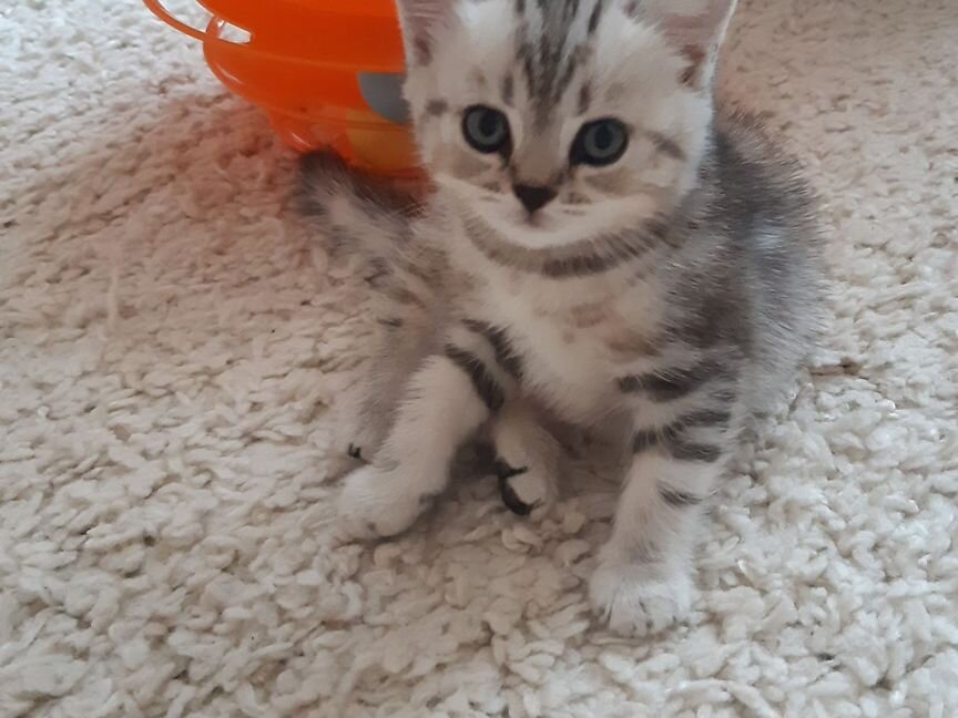 Шотландский котенок