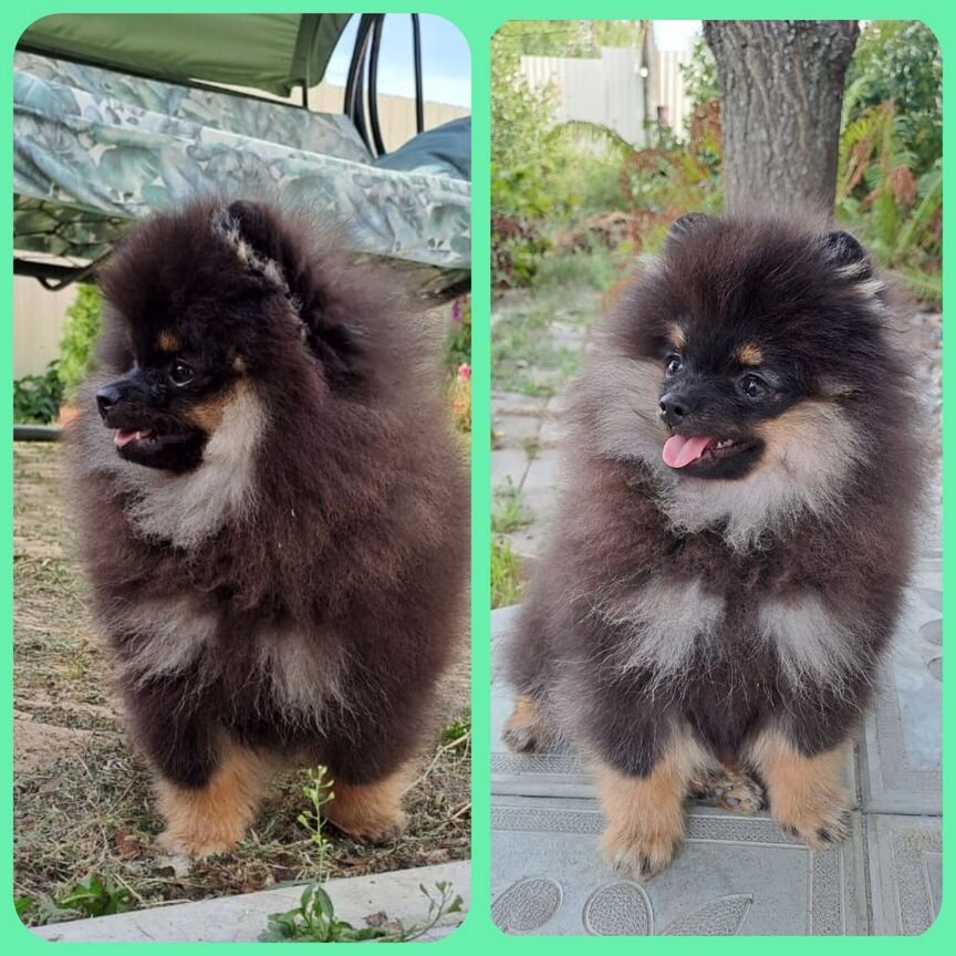 Померанский шпиц