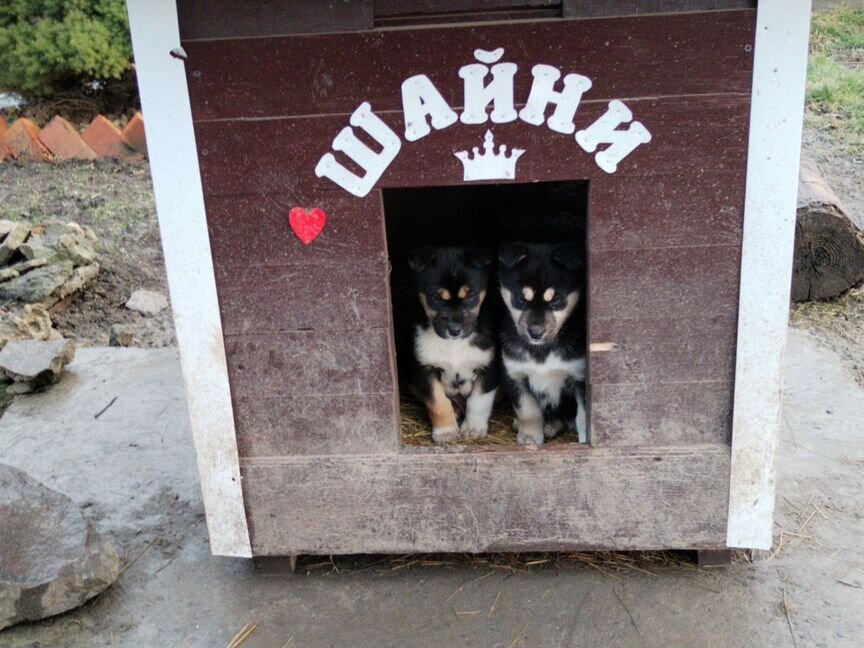 Щенки