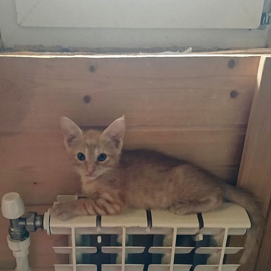 Рыжий котёнок мальчик