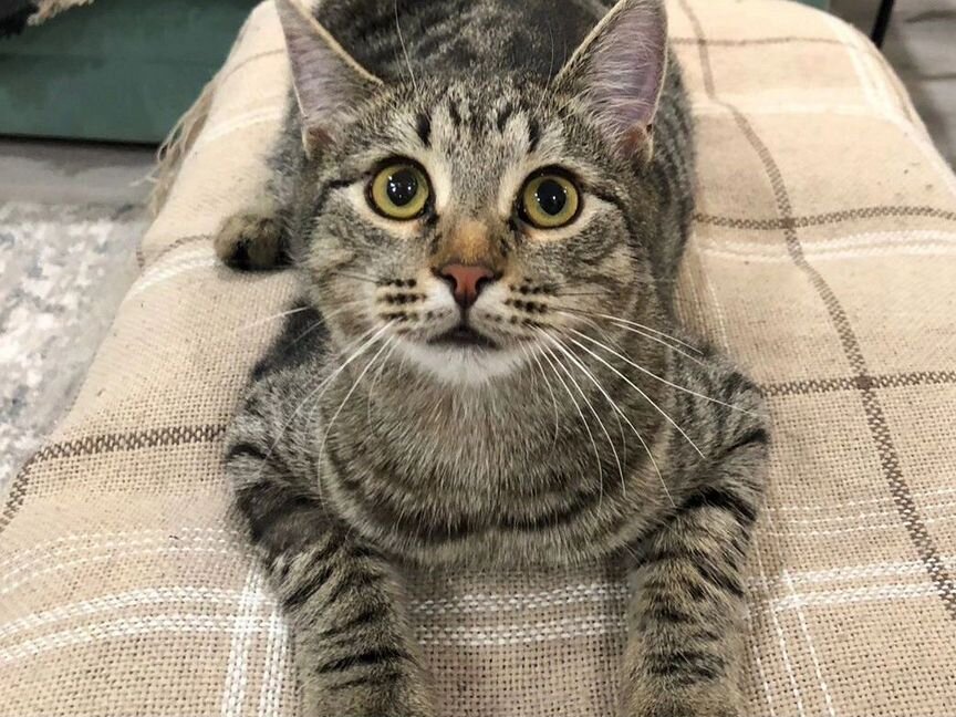 Митюша, ласковый тигровый мальчик - 8 мес