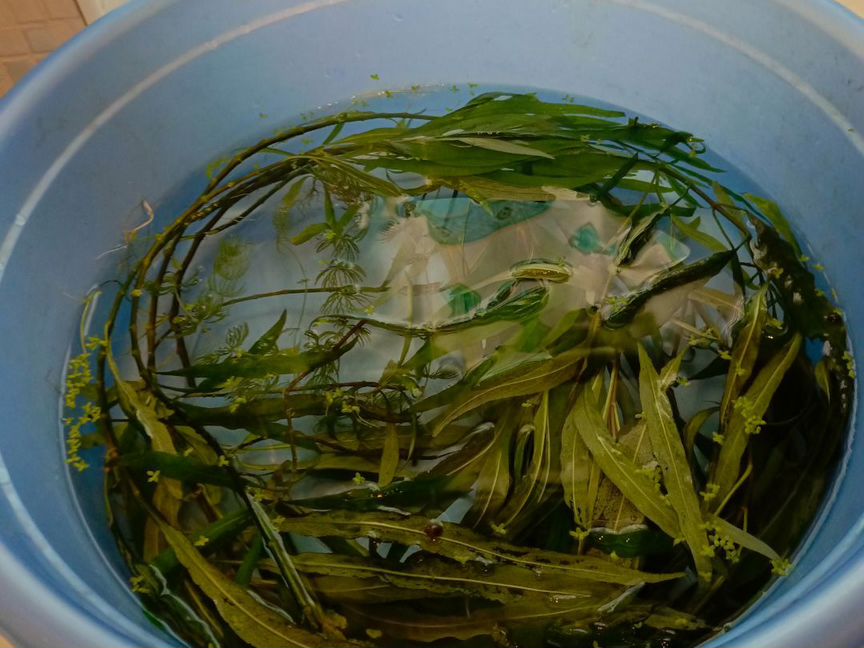 Водоросли аквариумные