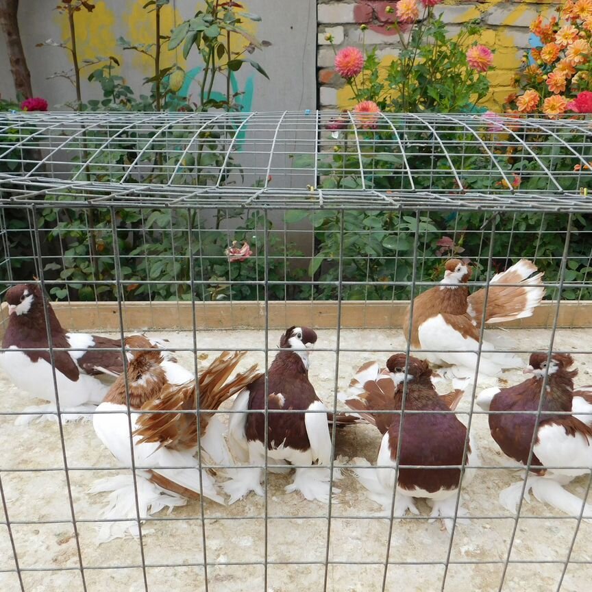 Продажа статных голубь