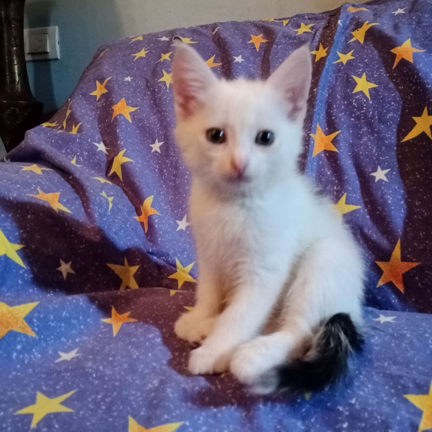 Котята в добрые руки бесплатно