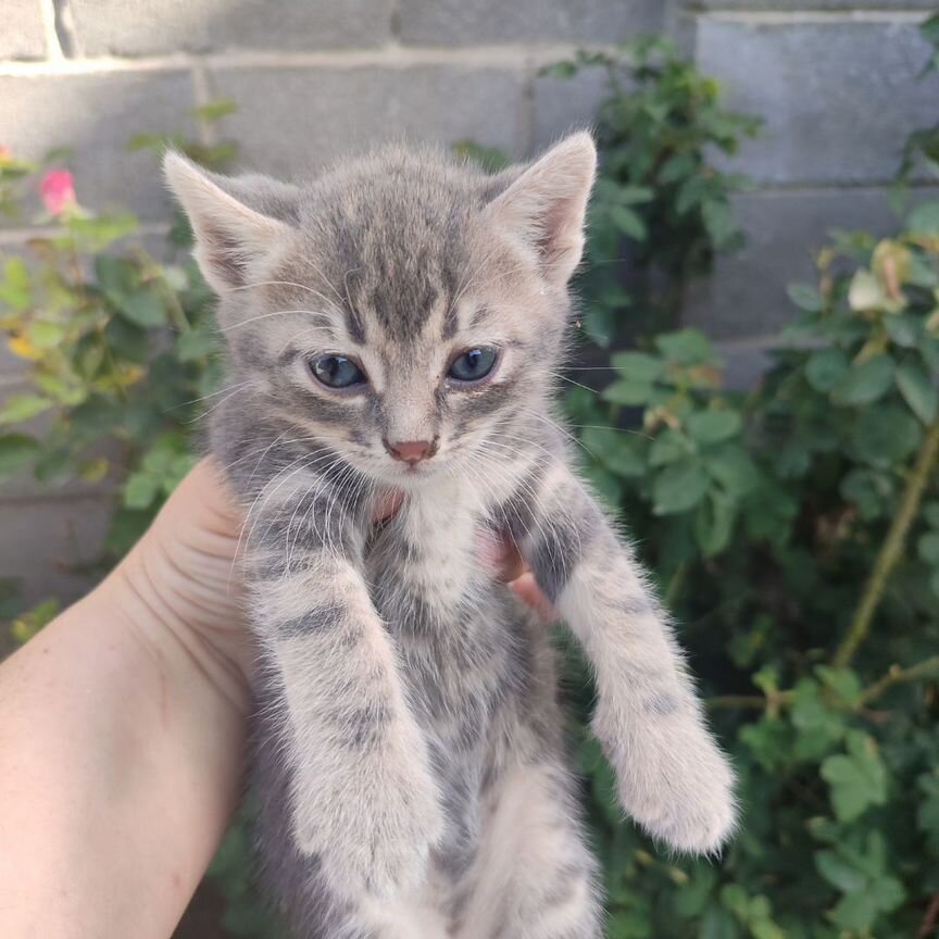 Очень ручные котята Серые красавцы