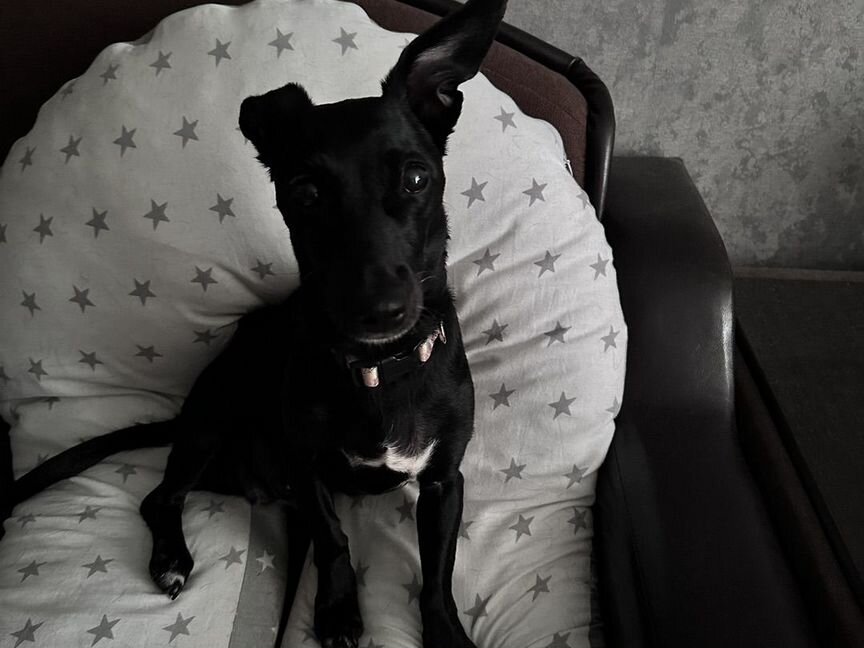 Отдам в добрые руки собаку