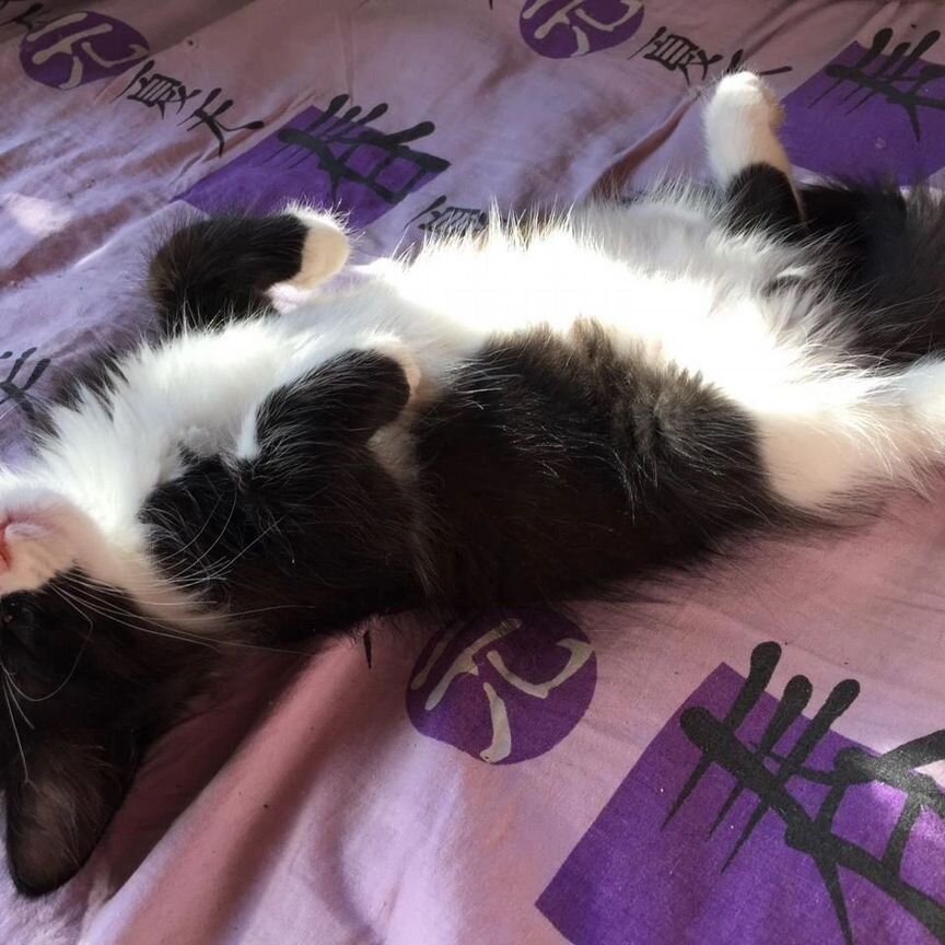 Ласковый милый котенок